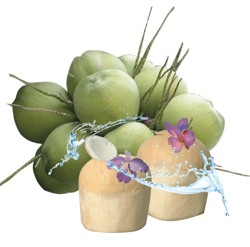 Fresh Coconut Supplier | Xiang Refreshment | Singapore